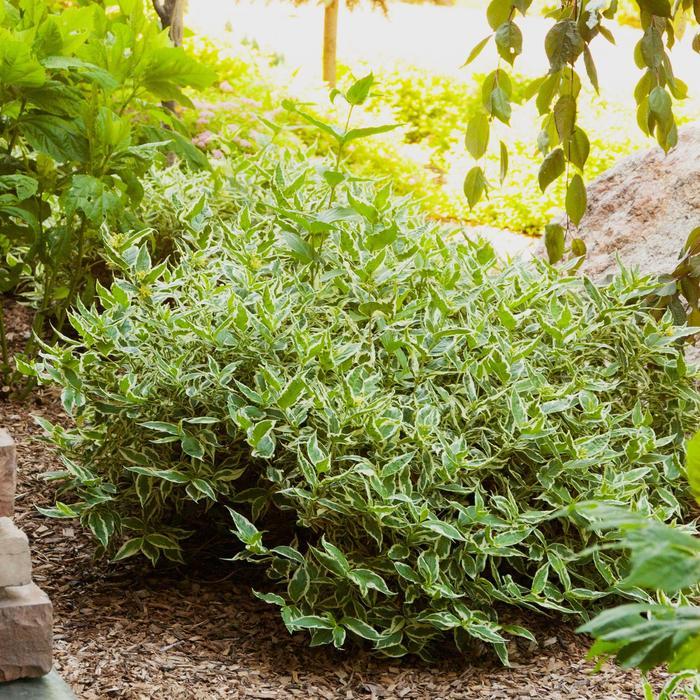 Diervilla sessilifolia 'Cool Splash®' Dwarf Bush Honeysuckle from ...