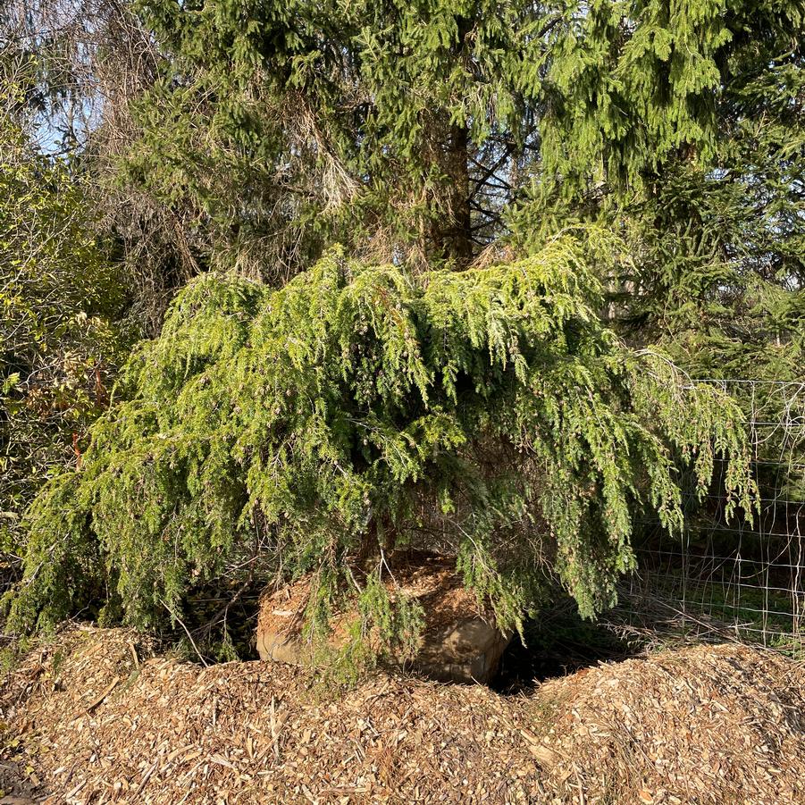Tsuga canadensis 'Pendula' Canadian Hemlock from Hardscrabble Farms