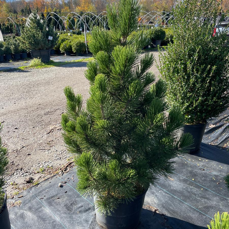Pinus leucodermis 'Compact Gem' Bosnian Pine from Hardscrabble Farms